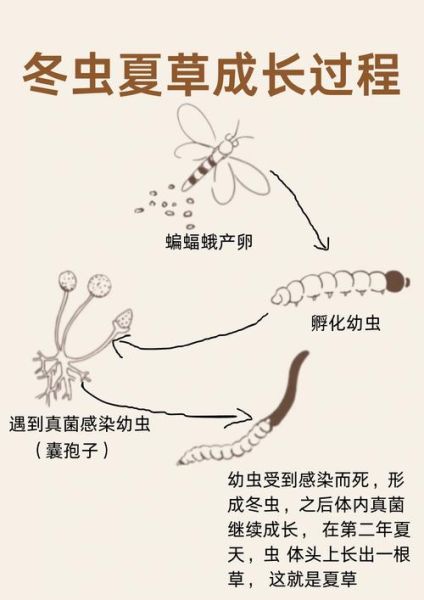 冬虫夏草是虫还是草_冬虫夏草的形成过程-第3张图片-山城妙识